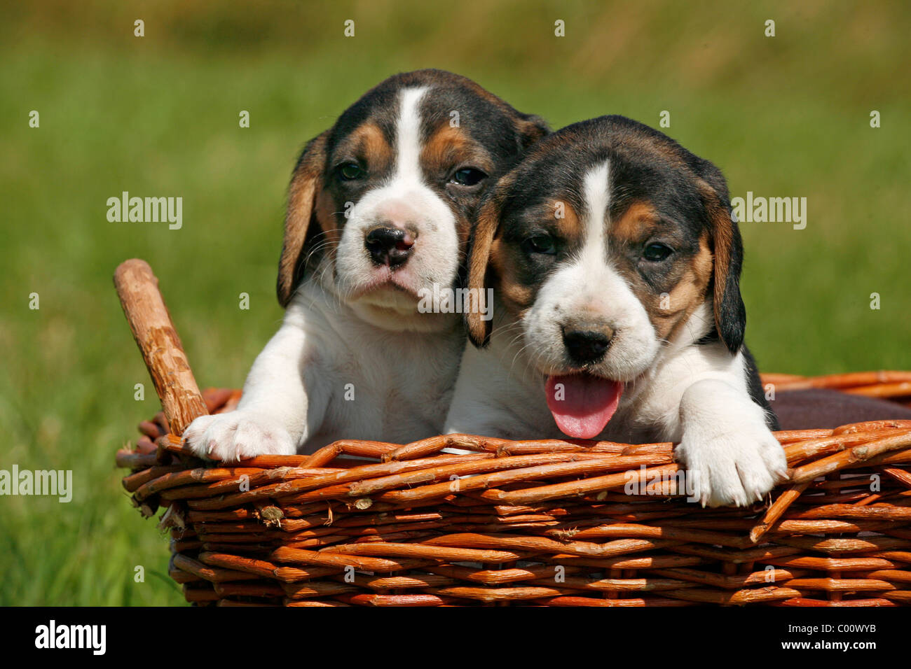 Beagle puppy basket hi-res stock photography and images - Alamy
