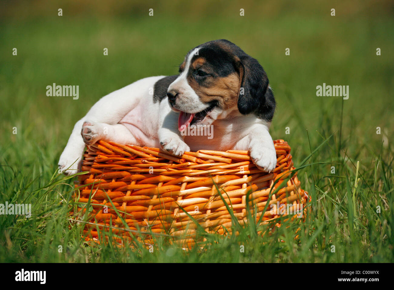 Beagle Welpe im Körbchen / Beagle pup in basket Stock Photo - Alamy