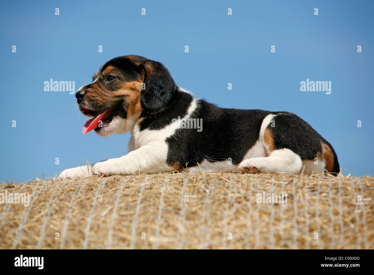 liegender Beagle Welpe / lying Beagle Puppy Stock Photo - Alamy