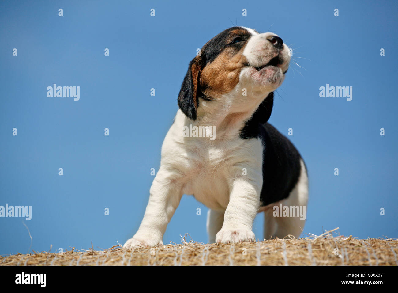 Beagle Howling High Resolution Stock Photography and Images - Alamy