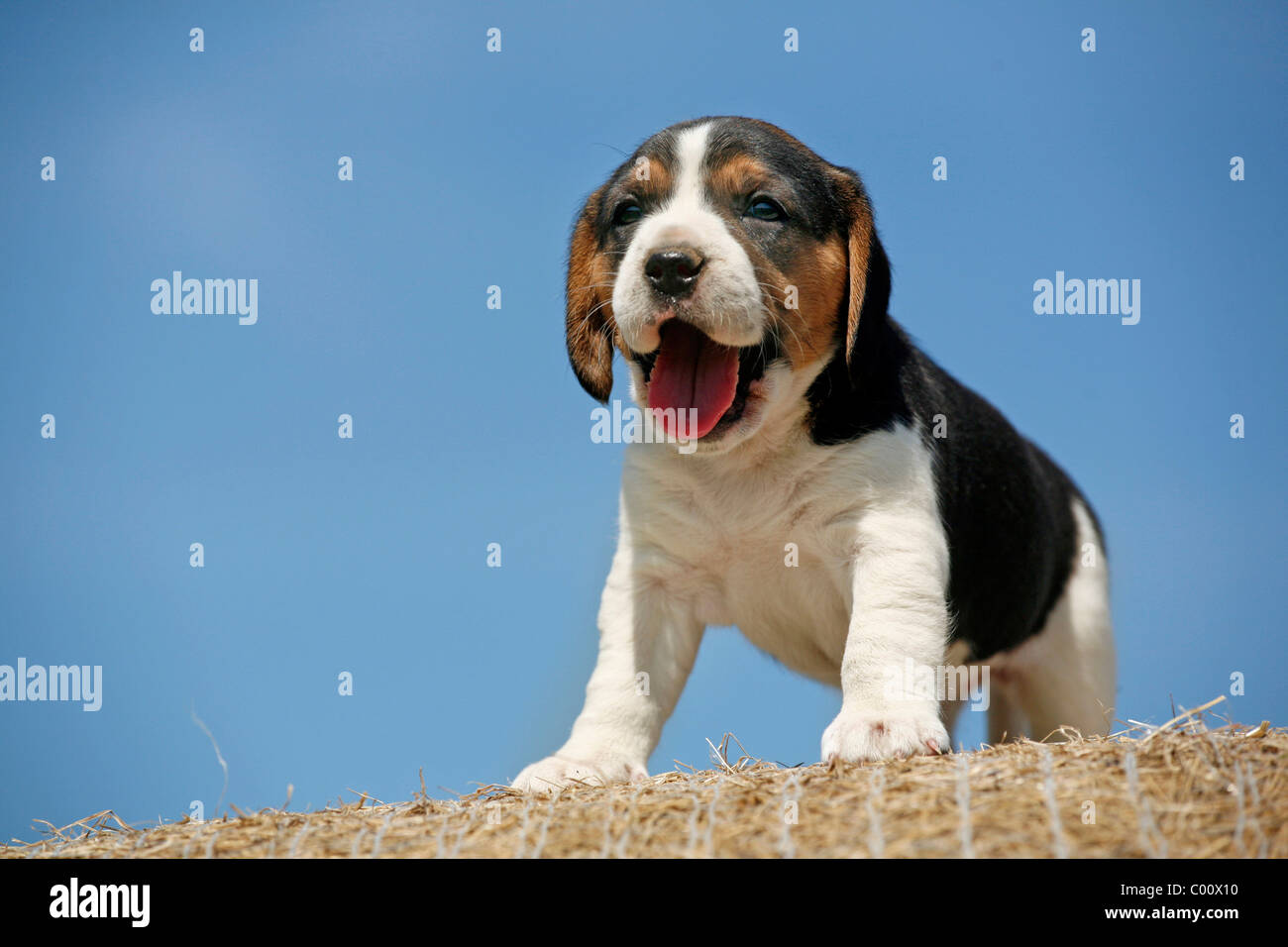 Beagle Welpe / Beagle Puppy Stock Photo - Alamy