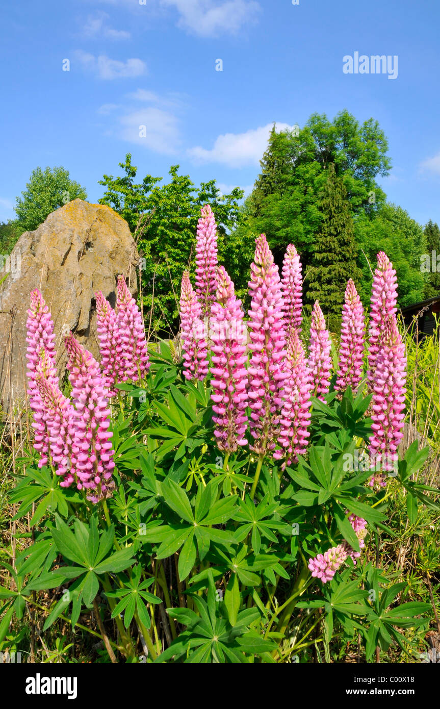 Flowers pink lupin with trees in the background Stock Photo - Alamy