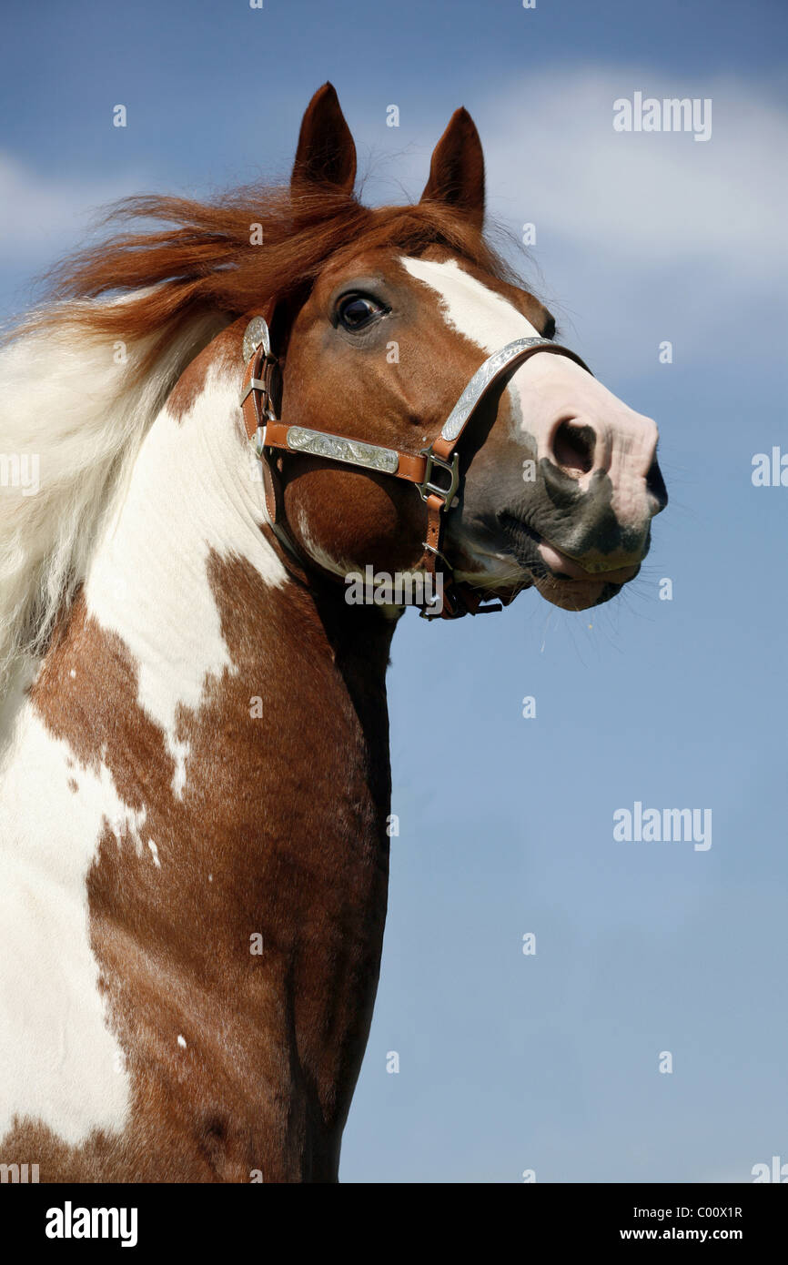 Pinto Hengst / Pinto stallion Stock Photo - Alamy