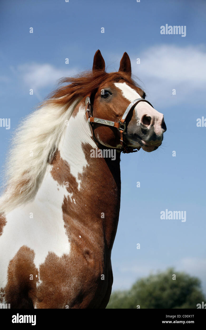 Pinto Hengst / Pinto stallion Stock Photo - Alamy