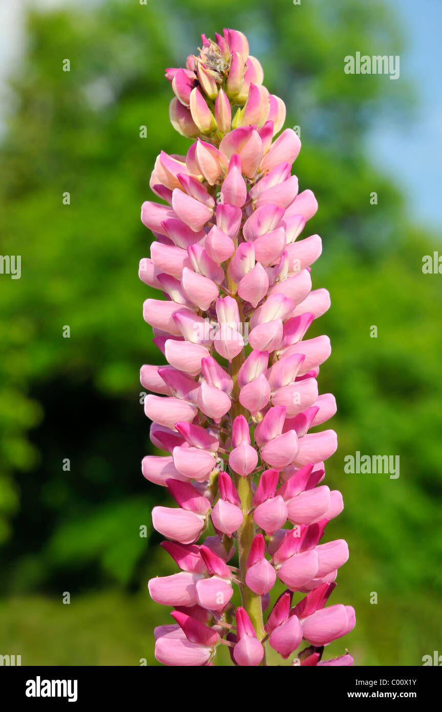 Closeup of flower pink lupin Stock Photo - Alamy
