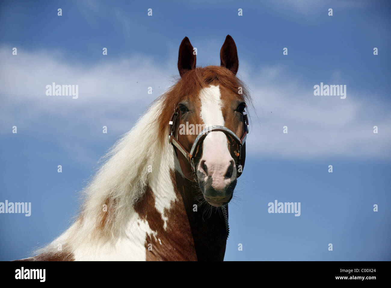 Pinto Hengst / Pinto stallion Stock Photo - Alamy