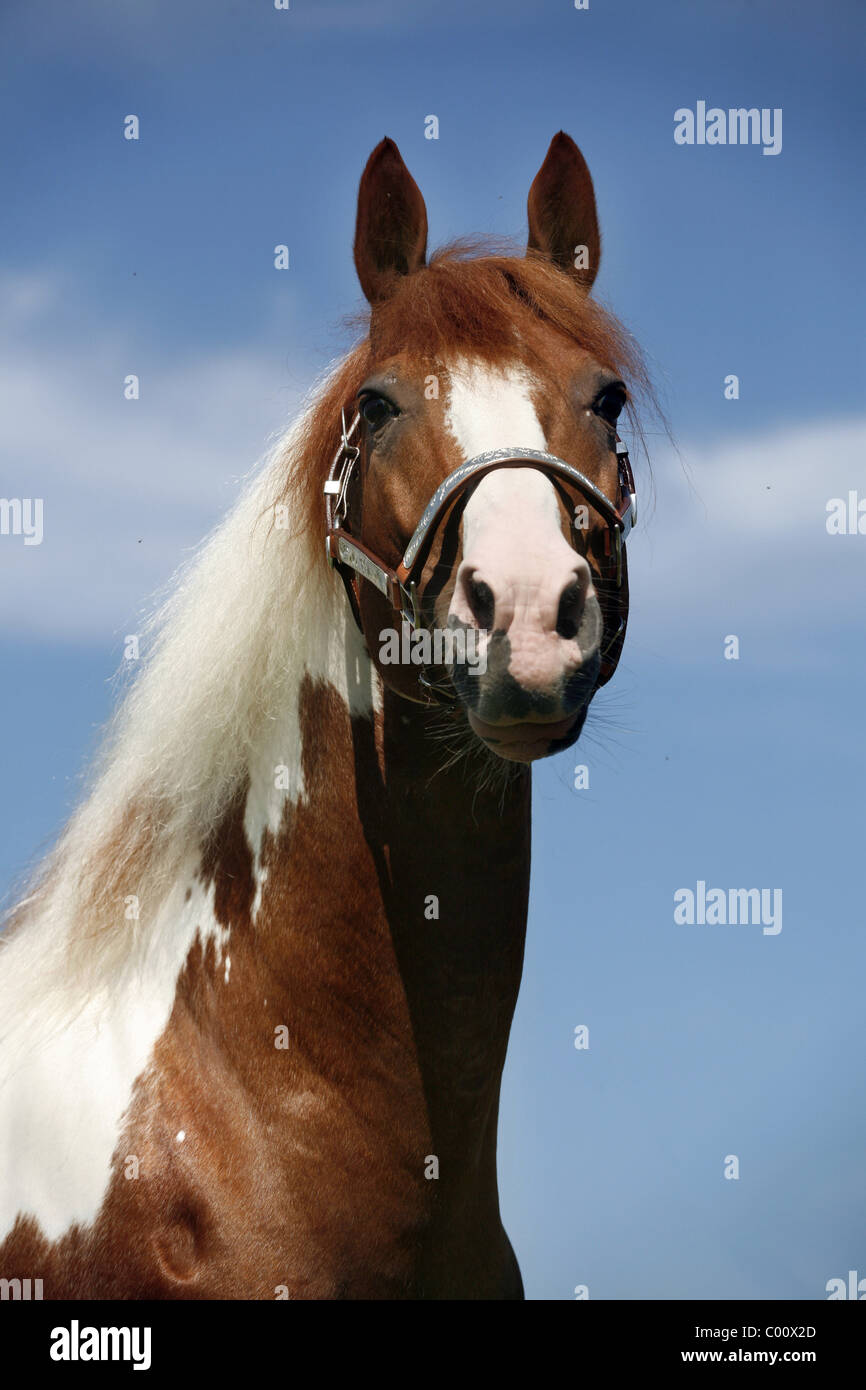 Showhalfter hi-res stock photography and images - Alamy