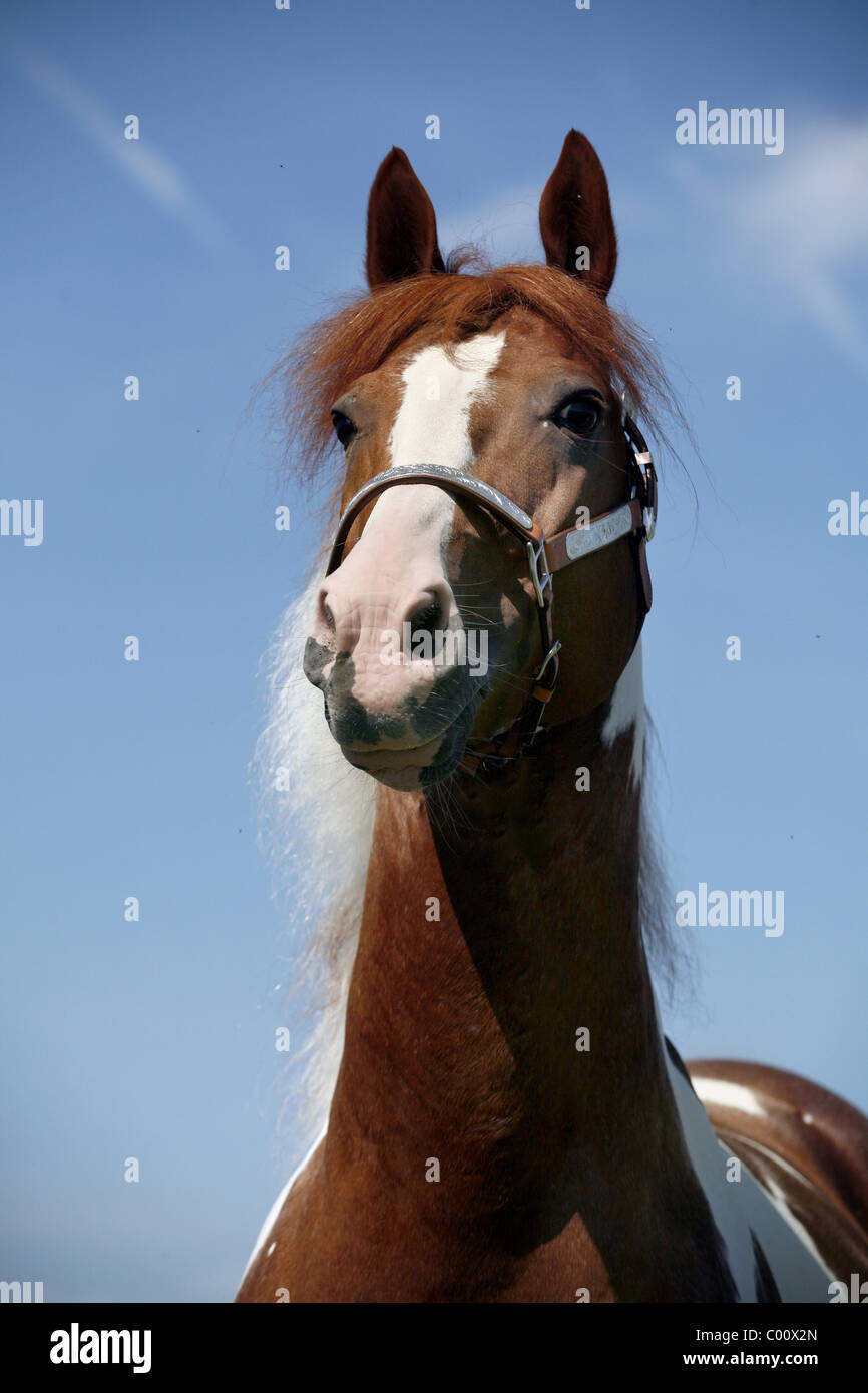 Pinto Hengst / Pinto stallion Stock Photo - Alamy