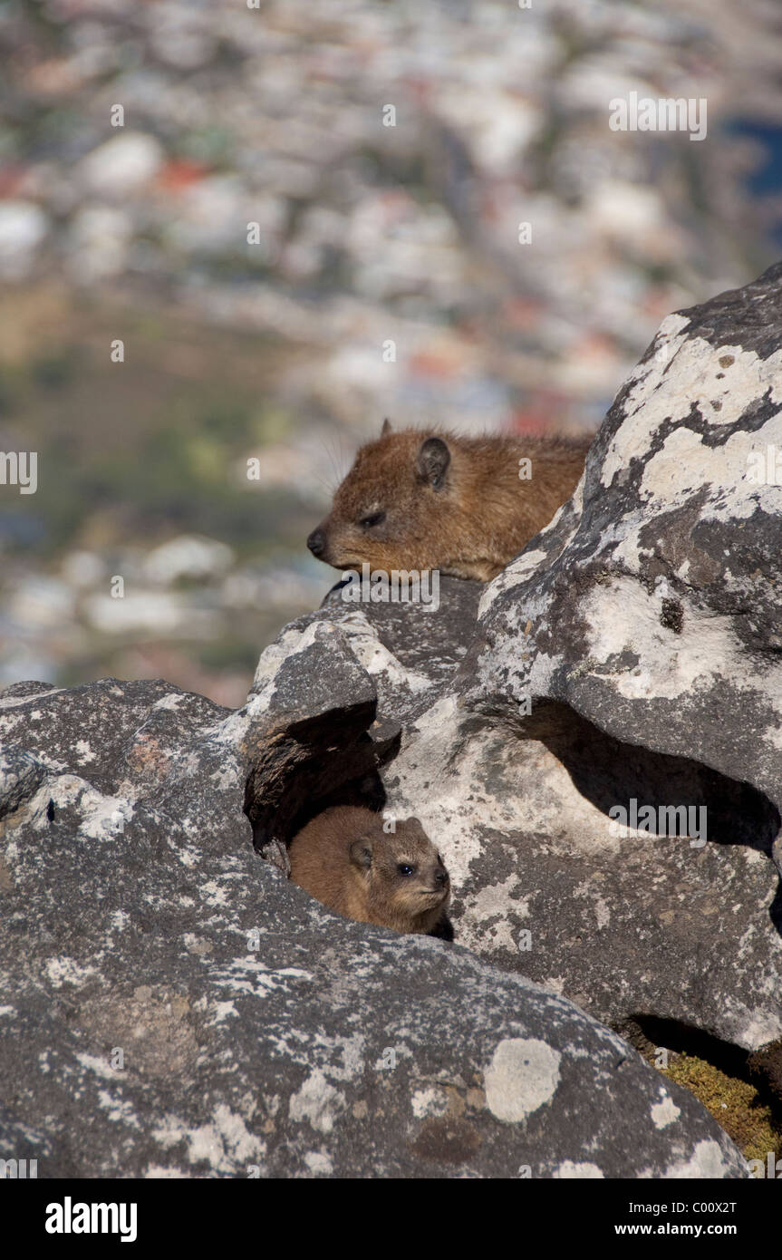 South Africa, Cape Town, Table Mountain. Mother & young Rock Hyrax (aka ...