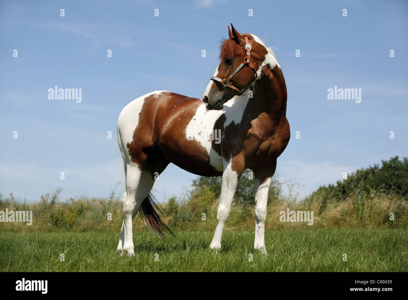 Pinto Hengst / Pinto stallion Stock Photo - Alamy