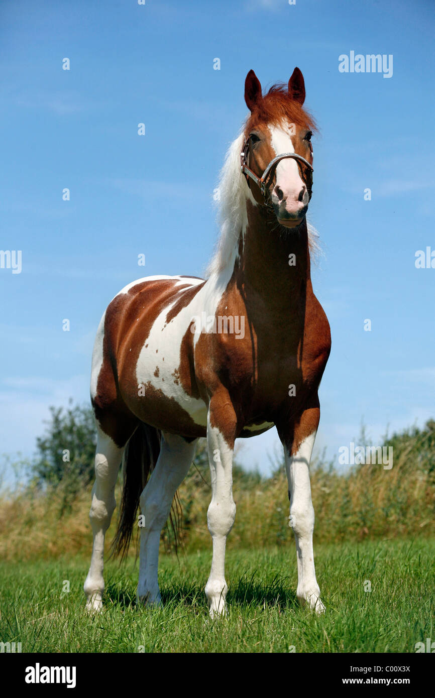 Pinto Hengst / Pinto stallion Stock Photo - Alamy