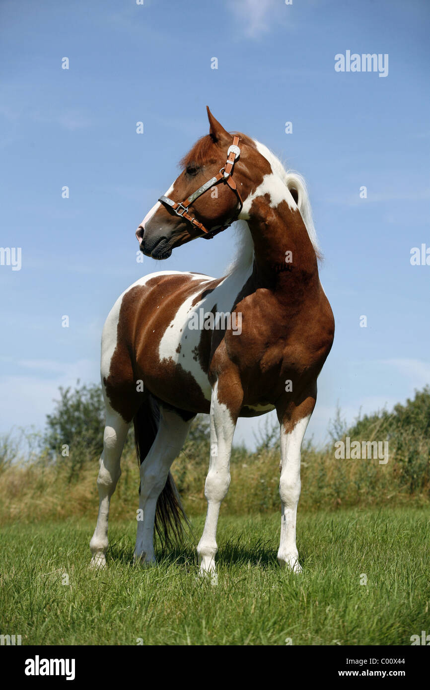 Pinto Hengst / Pinto stallion Stock Photo - Alamy