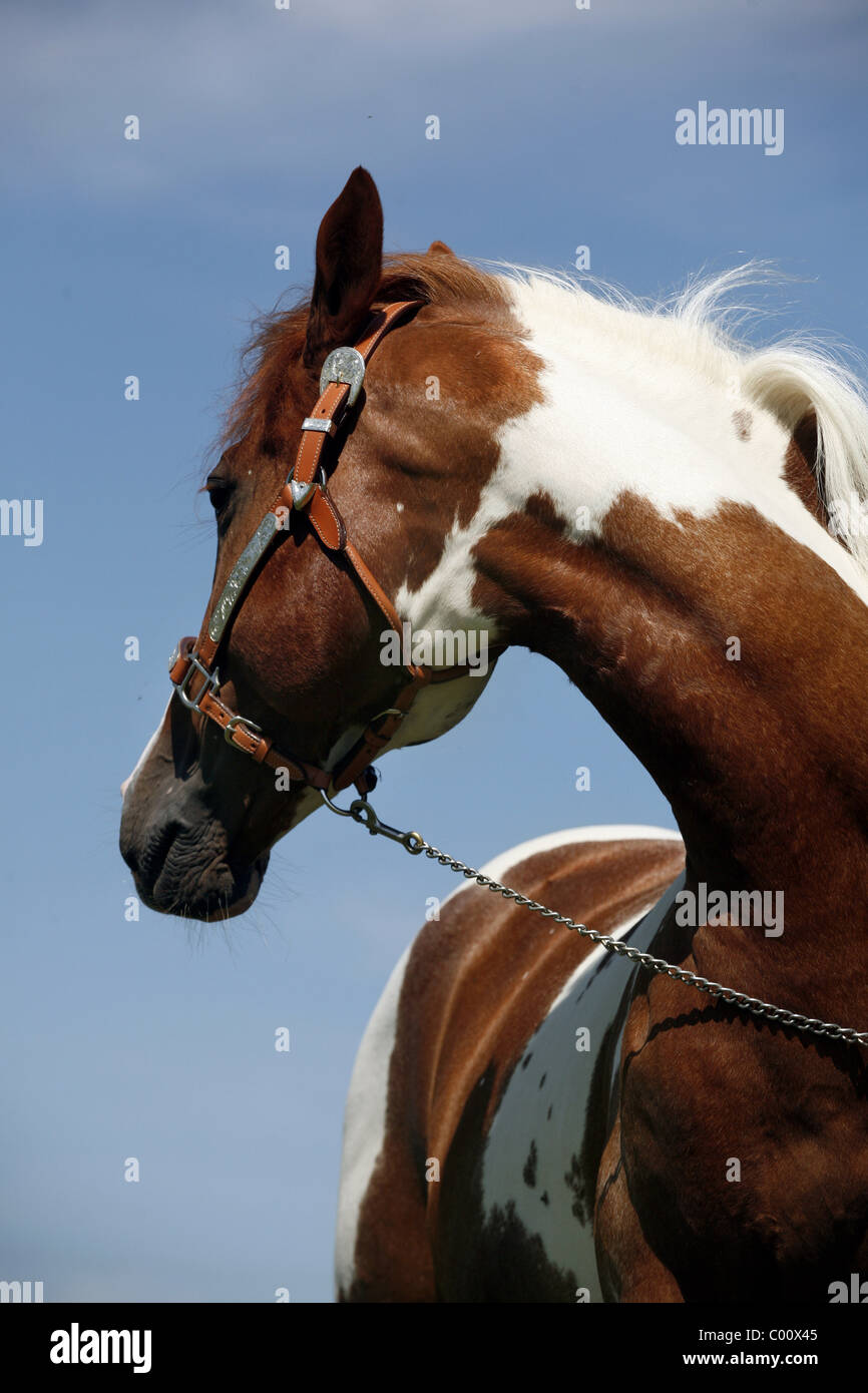 15996 hi-res stock photography and images - Alamy