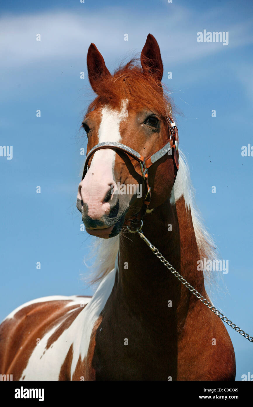 Pinto Hengst / Pinto stallion Stock Photo - Alamy