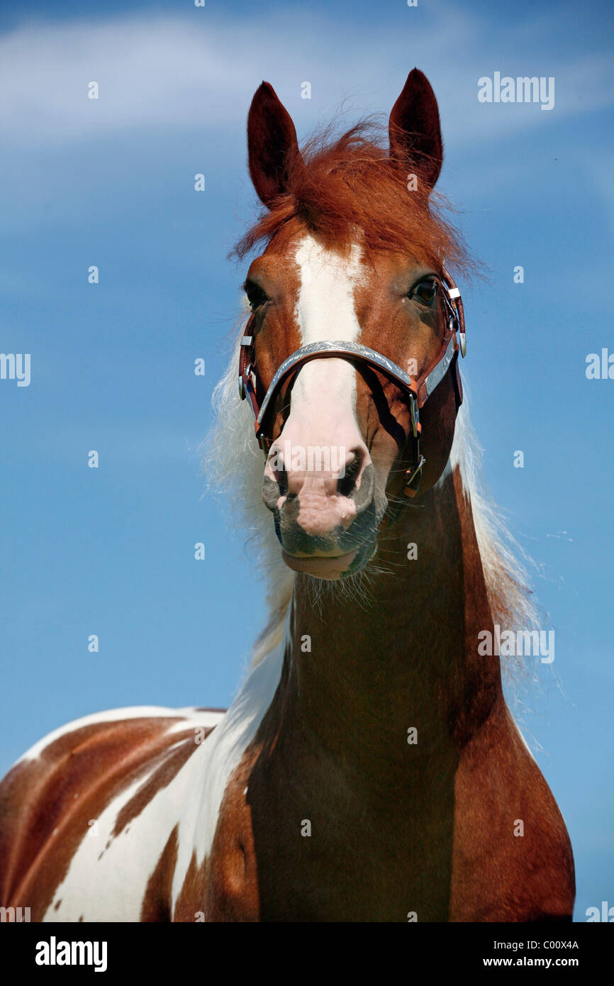 Pinto Hengst / Pinto stallion Stock Photo - Alamy