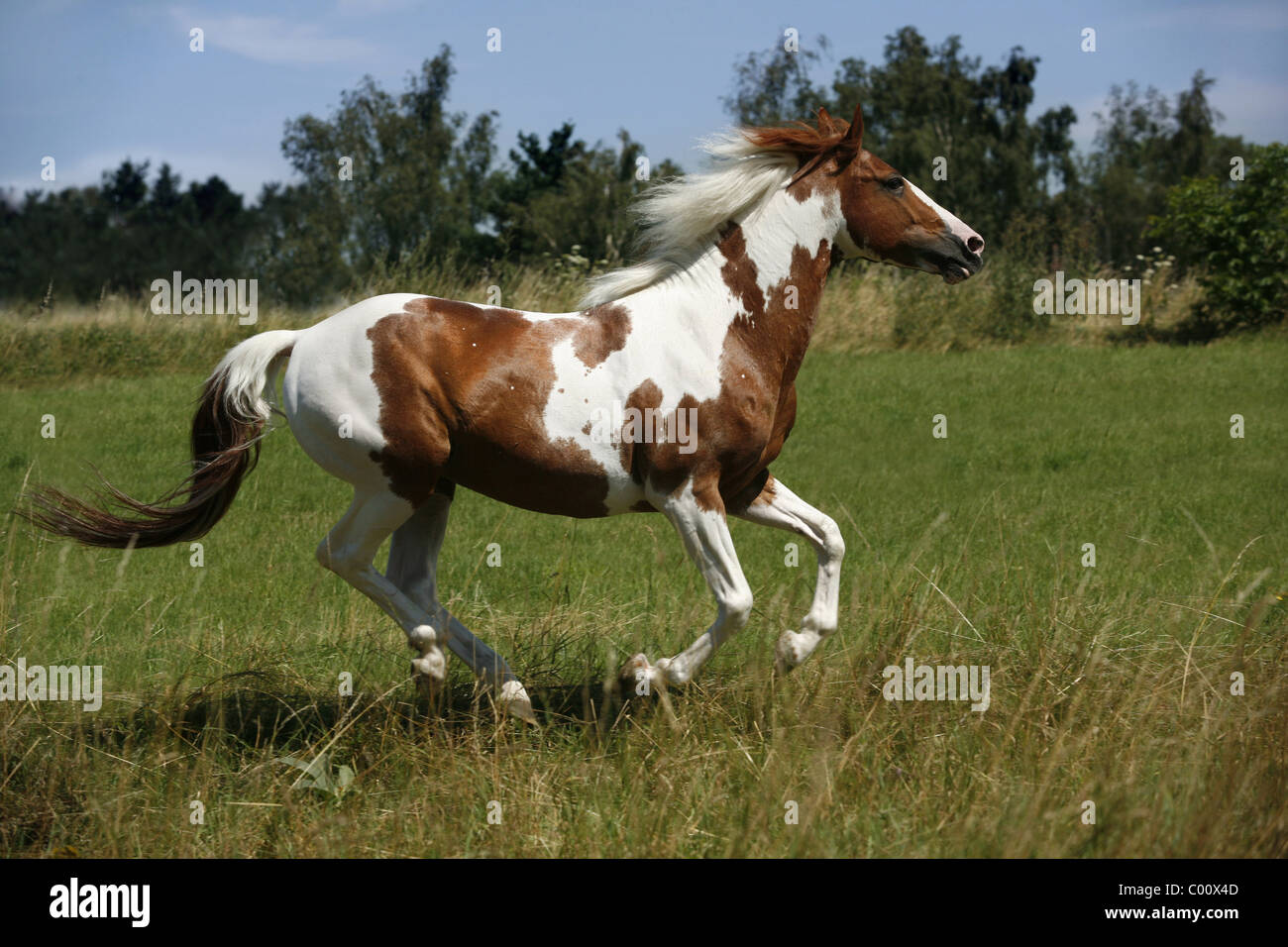 Pinto Hengst / Pinto stallion Stock Photo - Alamy