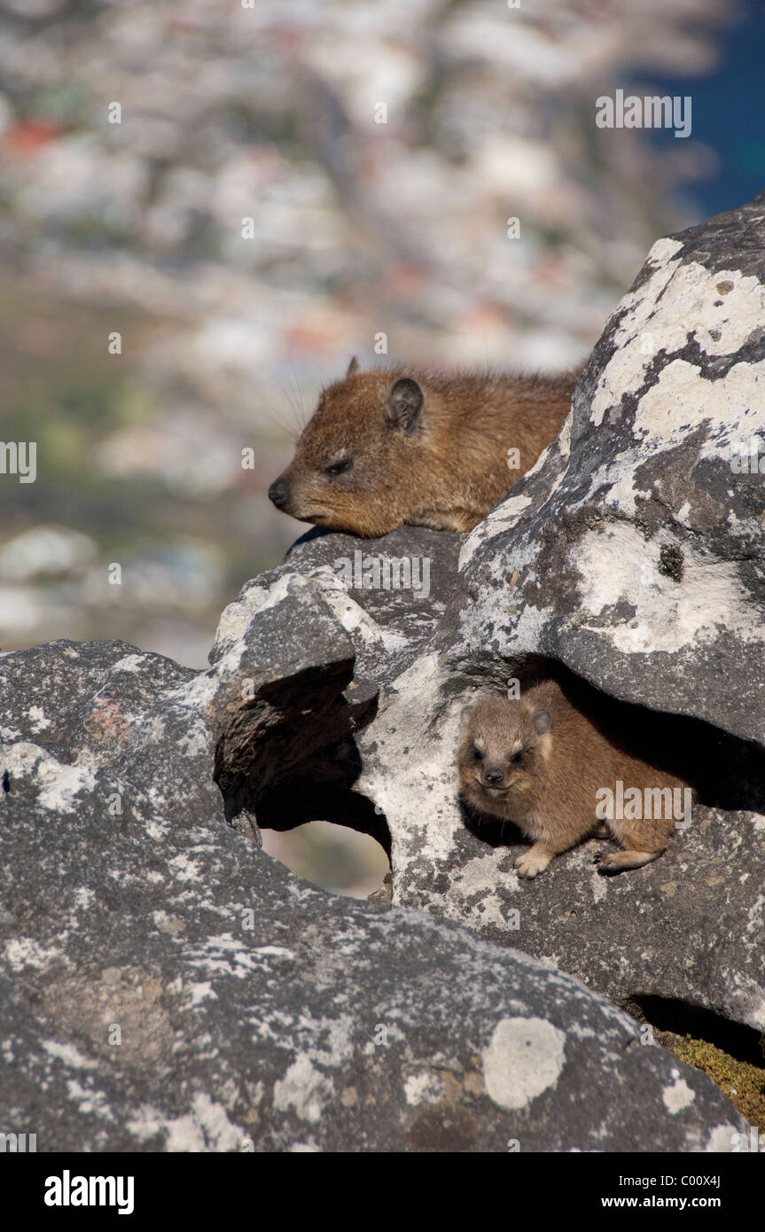 South Africa, Cape Town, Table Mountain. Mother & young Rock Hyrax (aka ...