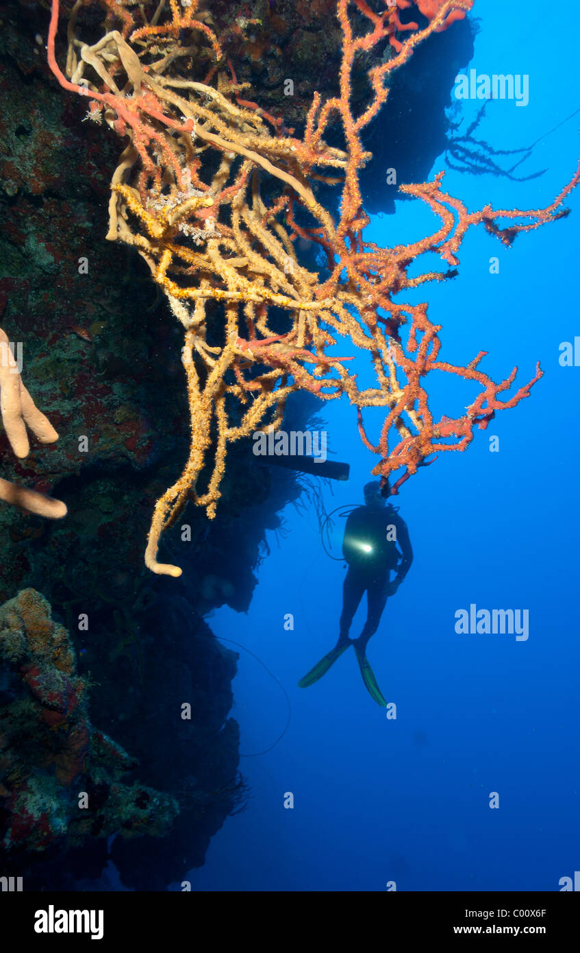 Scuba diver during wall dive Stock Photo - Alamy