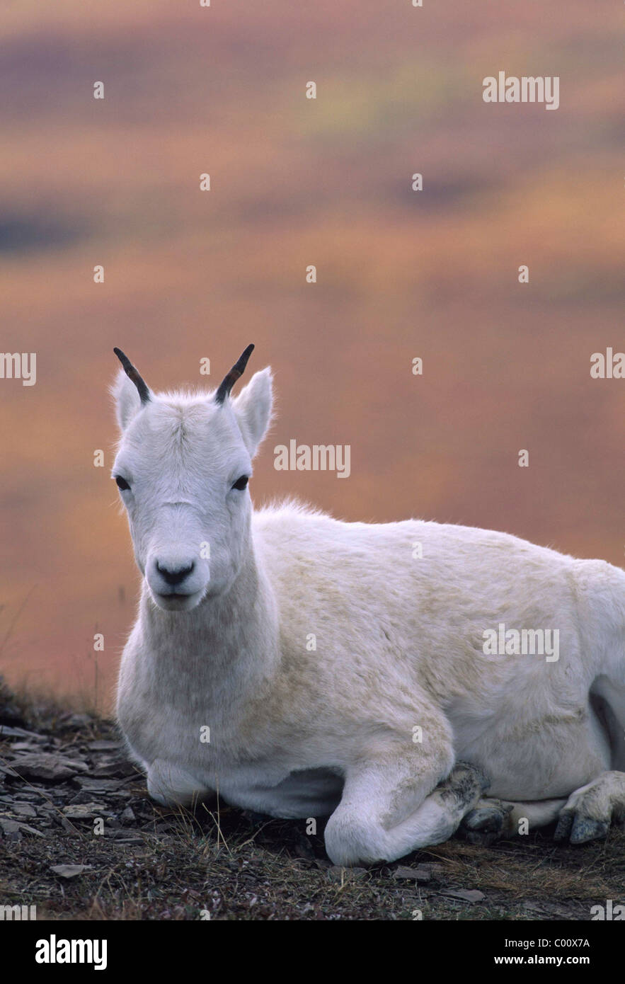 Dall sheep, dall ram, dall ewe, sheep, Denali National Park, Denali ...
