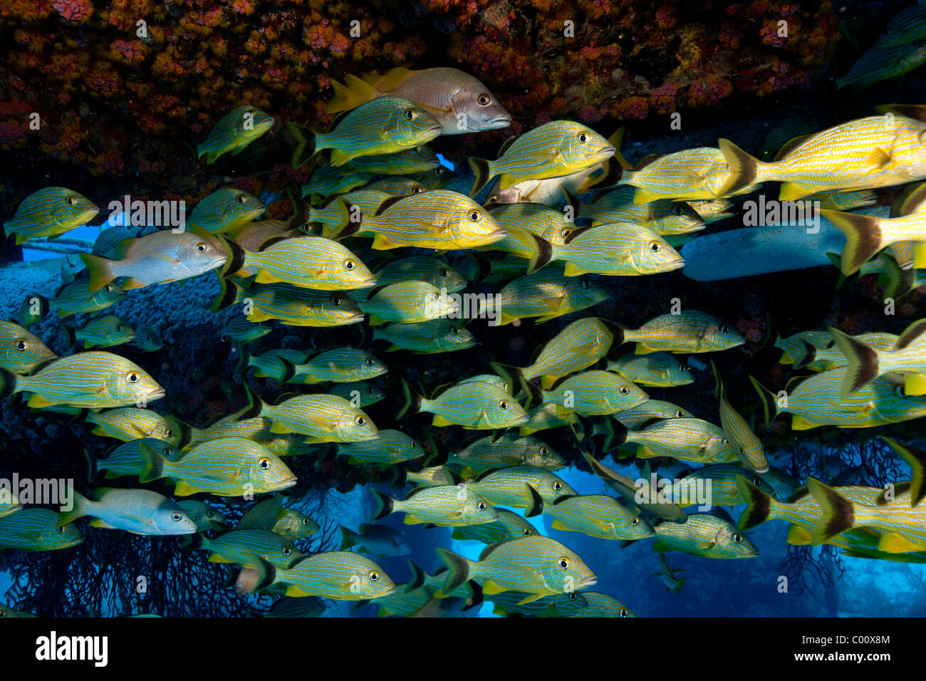 Fish gather beneath the Aquarius habitat Stock Photo - Alamy