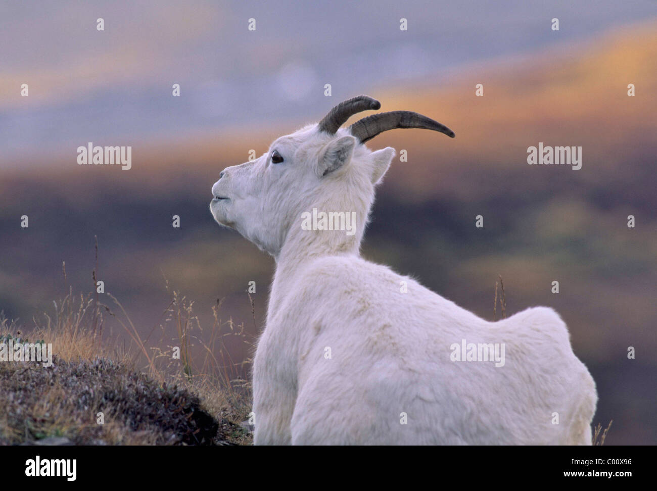 Dall sheep, dall ram, dall ewe, sheep, Denali National Park, Denali ...