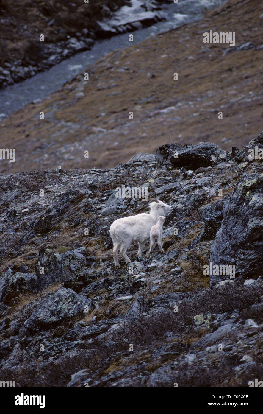Dall sheep, dall ram, dall ewe, sheep, Denali National Park, Denali ...
