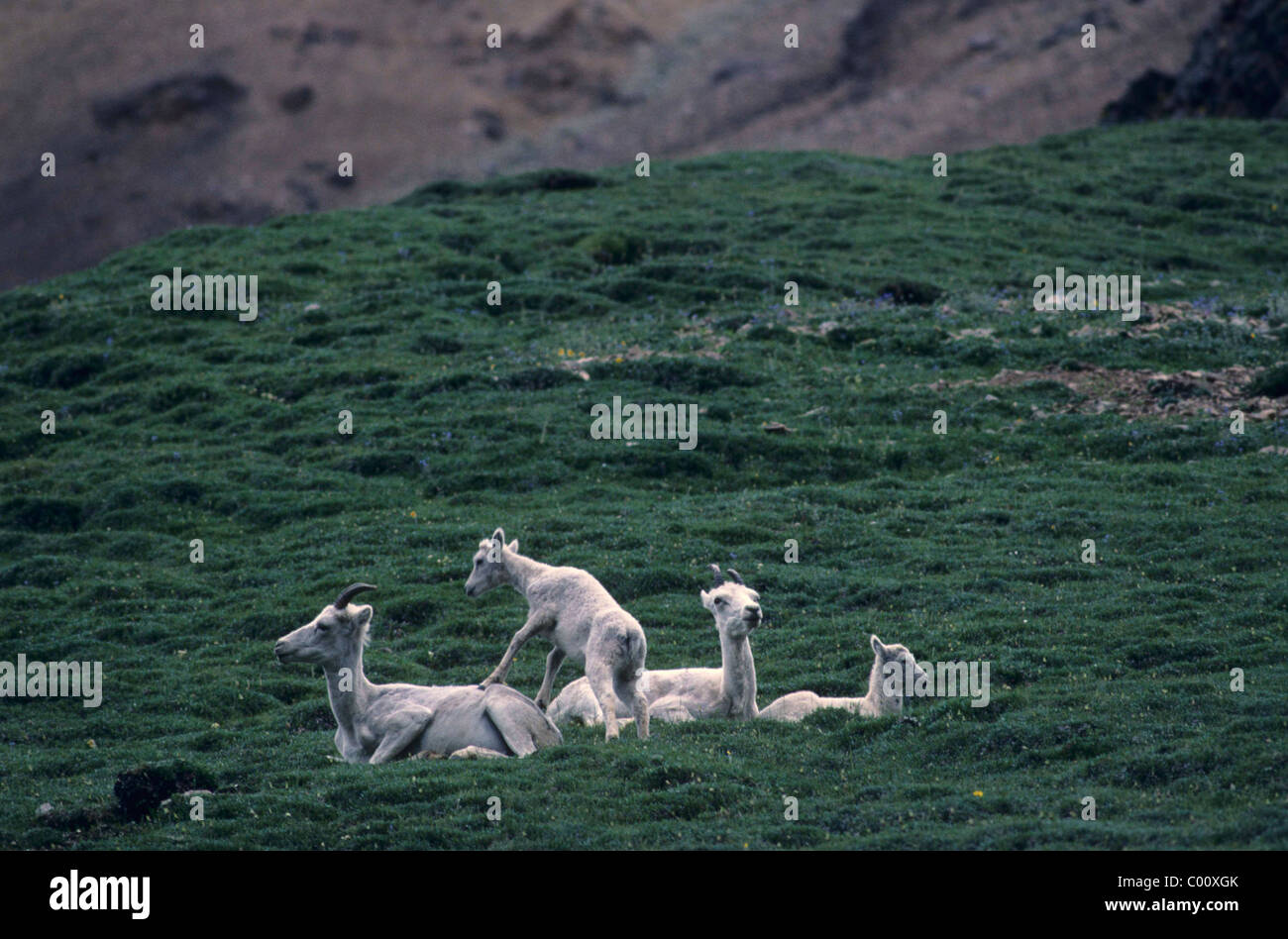 Dall sheep, dall ram, dall ewe, sheep, Denali National Park, Denali ...