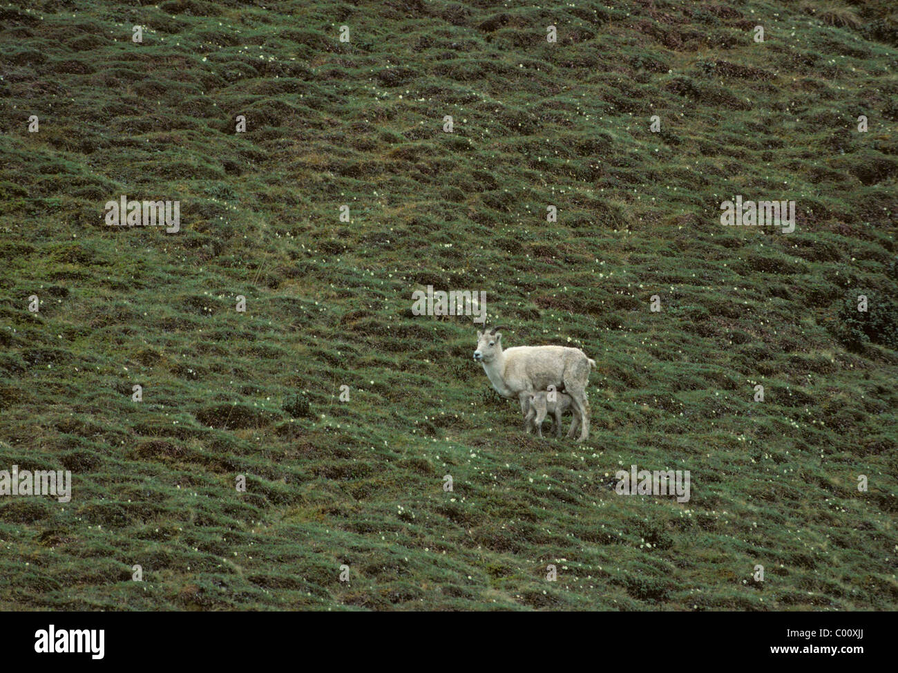 Dall Sheep, Ewe and Lamb, Denali National Park, Alaska Stock Photo - Alamy