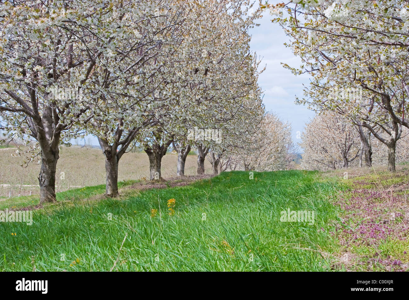 Cherry orchard usa hi-res stock photography and images - Alamy