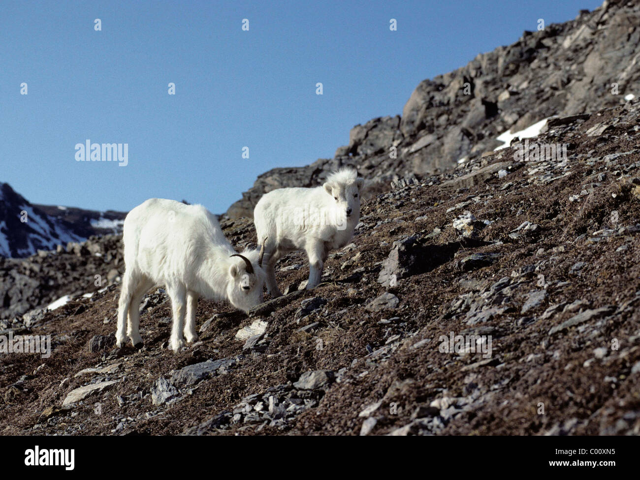 Dall sheep, dall ram, dall ewe, sheep, Denali National Park, Denali ...
