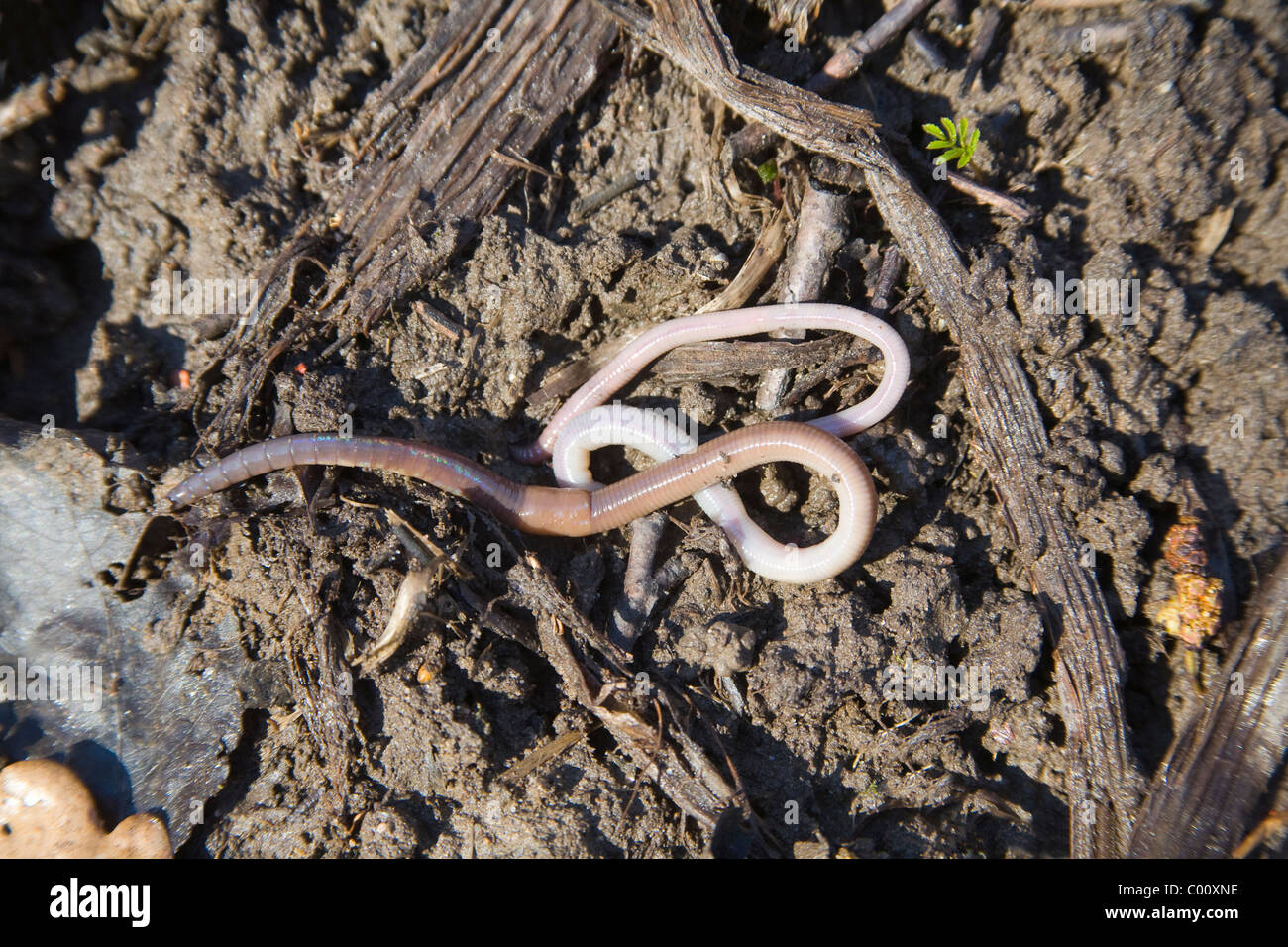 Common Earthworm Nightcrawler Lumbricus terrestris Stock Photo - Alamy