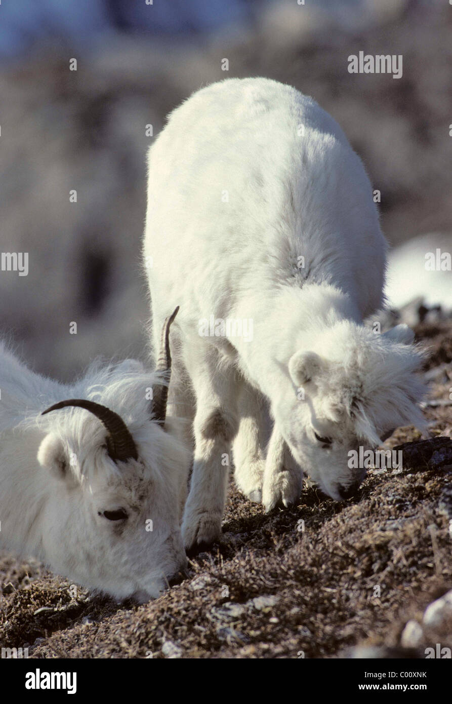Dall sheep, dall ram, dall ewe, sheep, Denali National Park, Denali ...