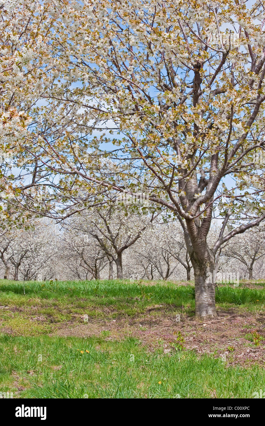 Cherry Orchard Michigan Stock Photos & Cherry Orchard Michigan Stock ...