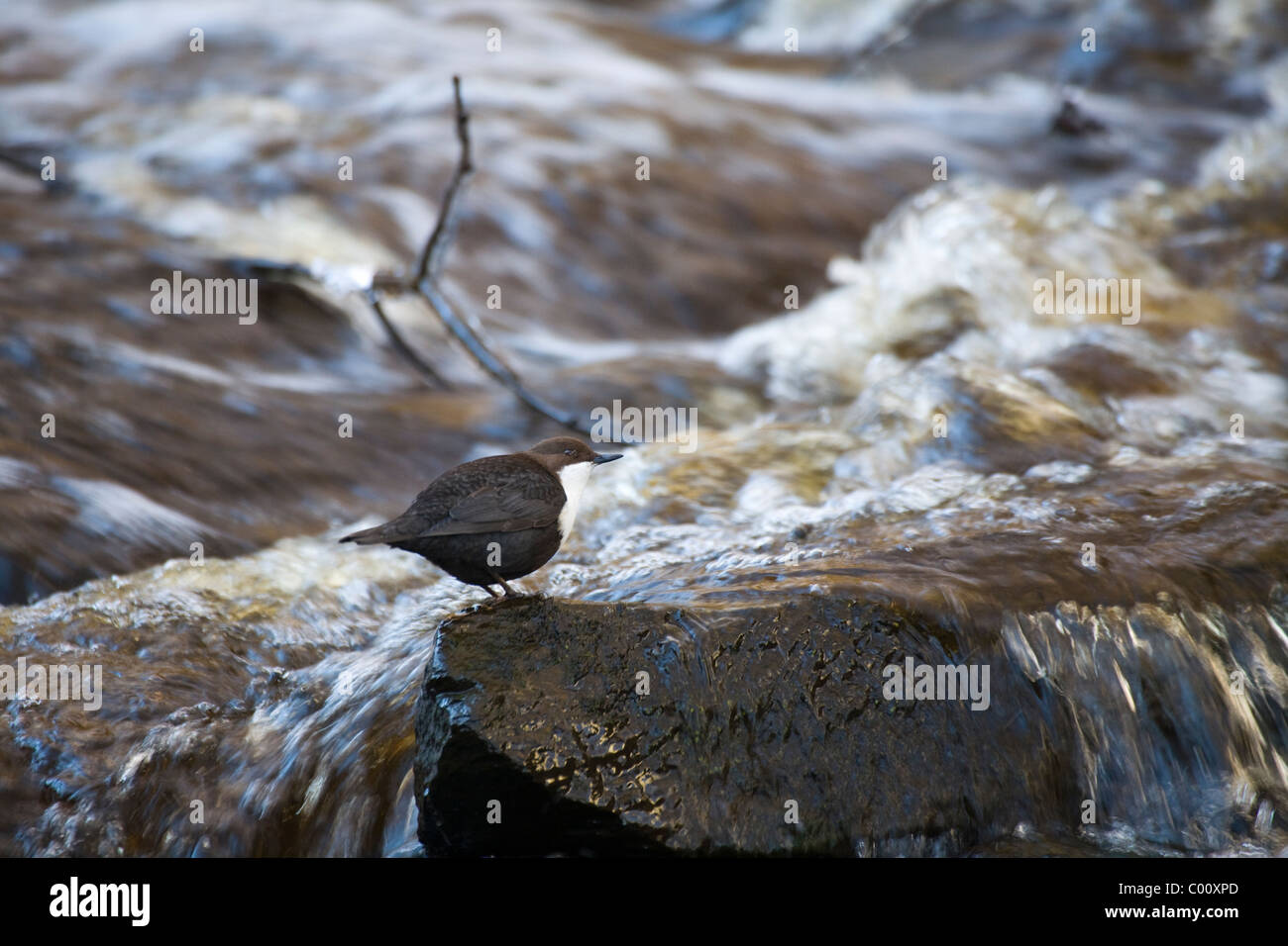 Cinclus cinclus Dipper on a rock in a stream Stock Photo - Alamy