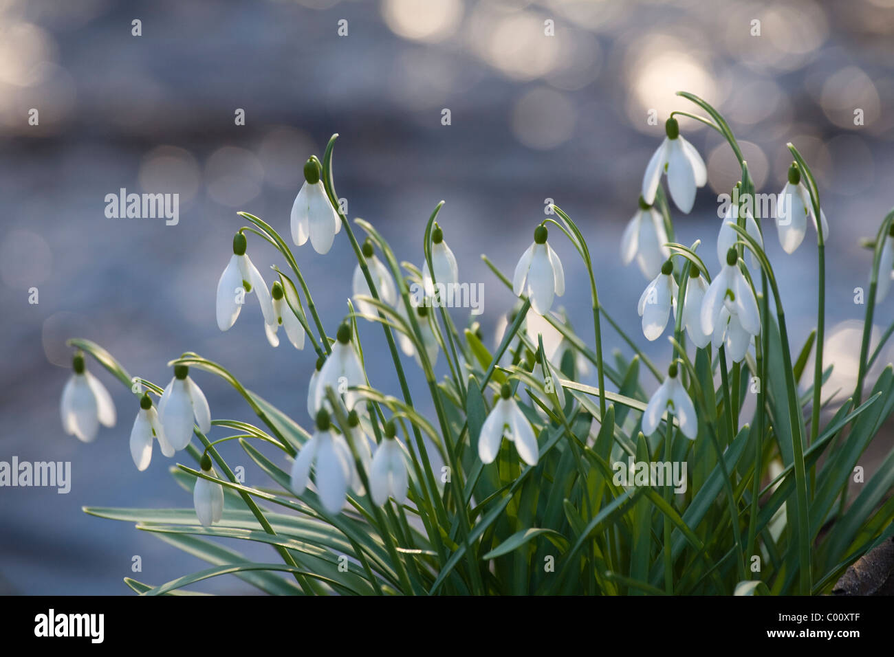 Snowdrops flowering in springtime Stock Photo - Alamy