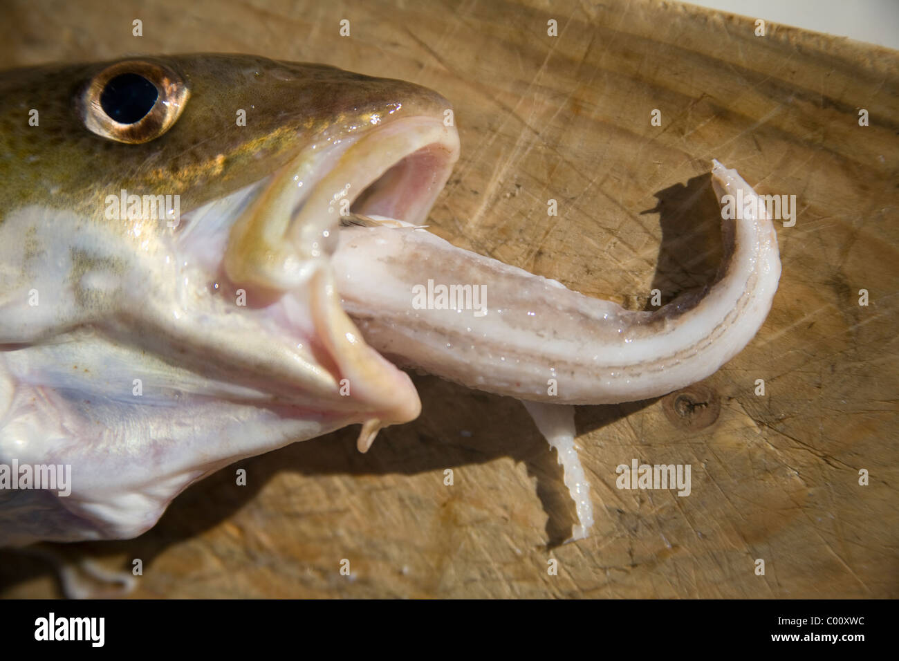 Fish Cod Gadus morhua with half digested prey Stock Photo - Alamy