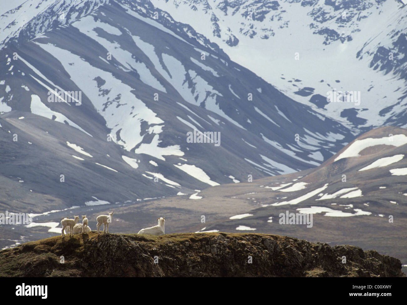 Dall sheep, dall ram, dall ewe, sheep, Denali National Park, Denali ...