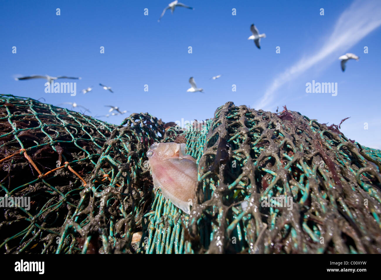 Trawl fish hi-res stock photography and images - Alamy