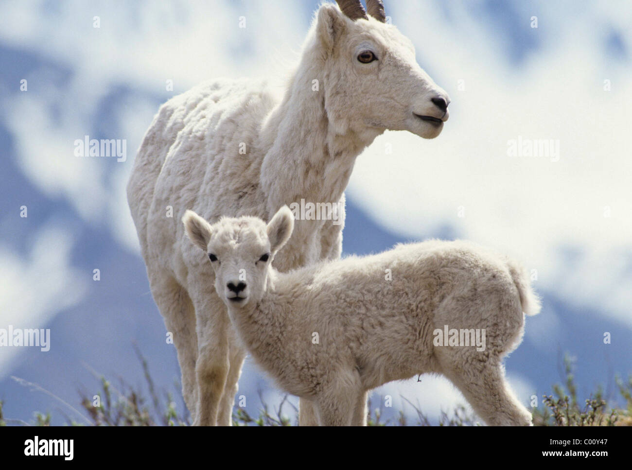 Dall sheep, dall ram, dall ewe, sheep, Denali National Park, Denali ...