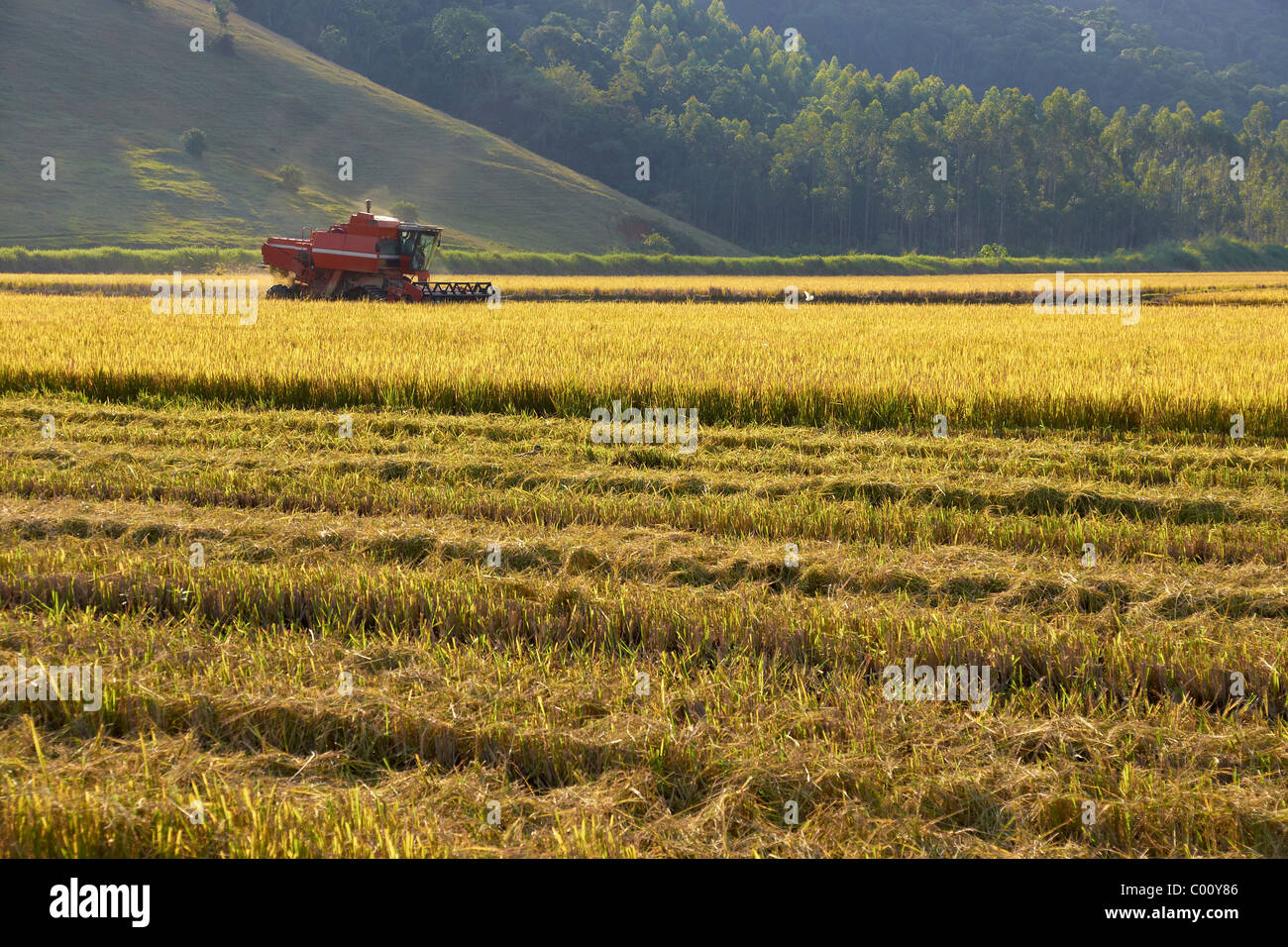 Rice farming brazil hi-res stock photography and images - Alamy