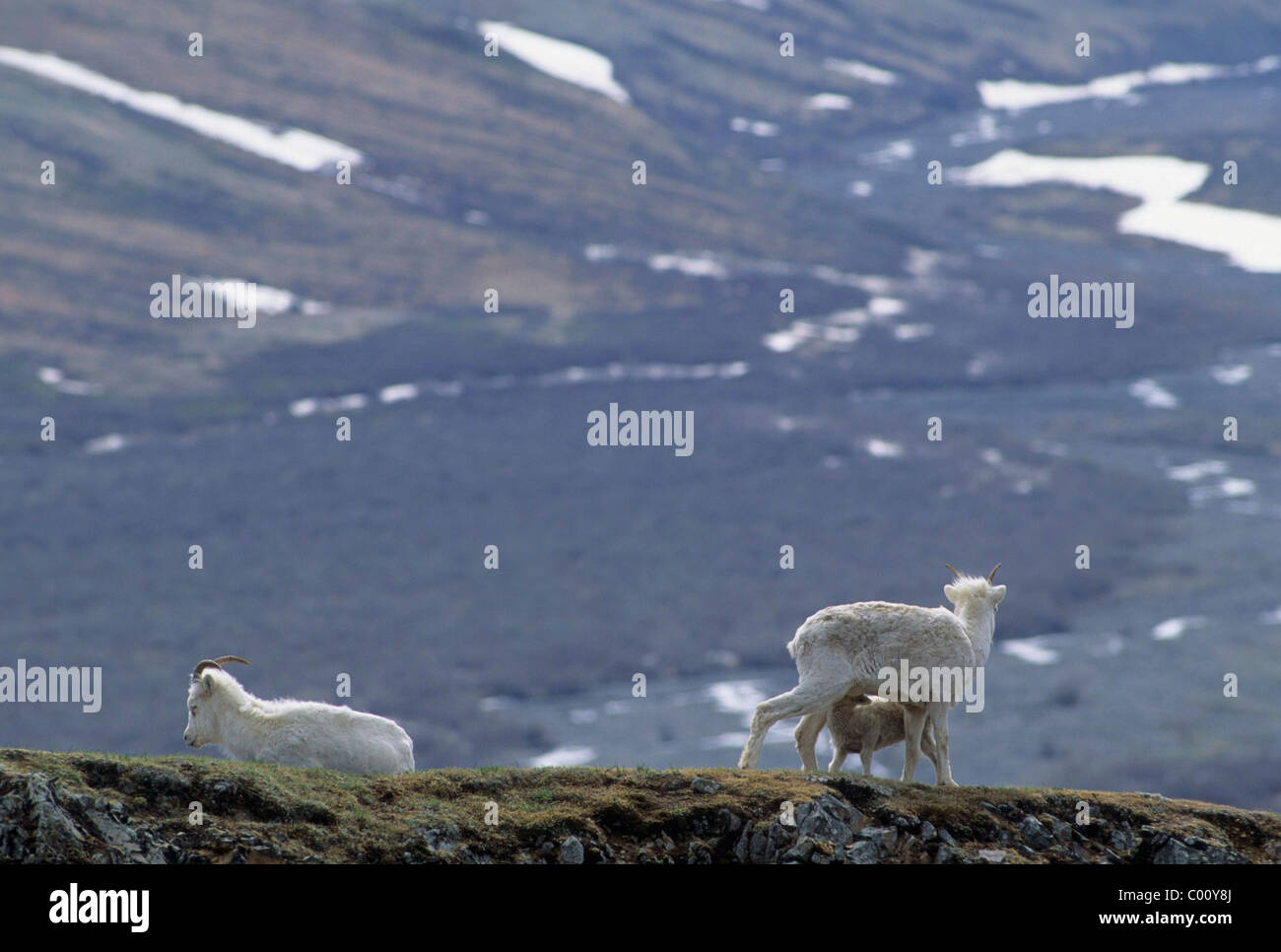 Dall sheep, dall ram, dall ewe, sheep, Denali National Park, Denali ...