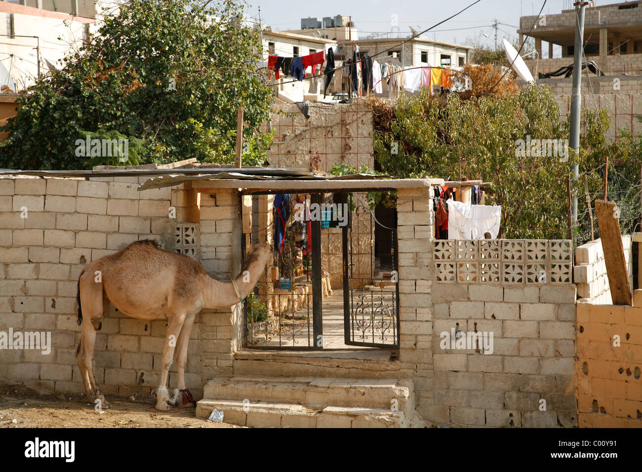 The Bedouin village of Umm Sayhoun next to Petra, Jordan Stock Photo ...