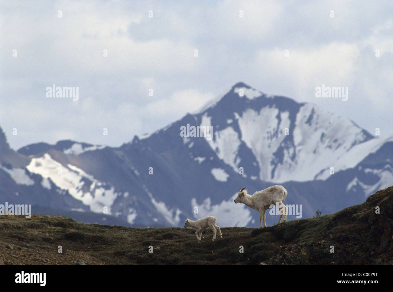 Dall sheep, dall ram, dall ewe, sheep, Denali National Park, Denali ...