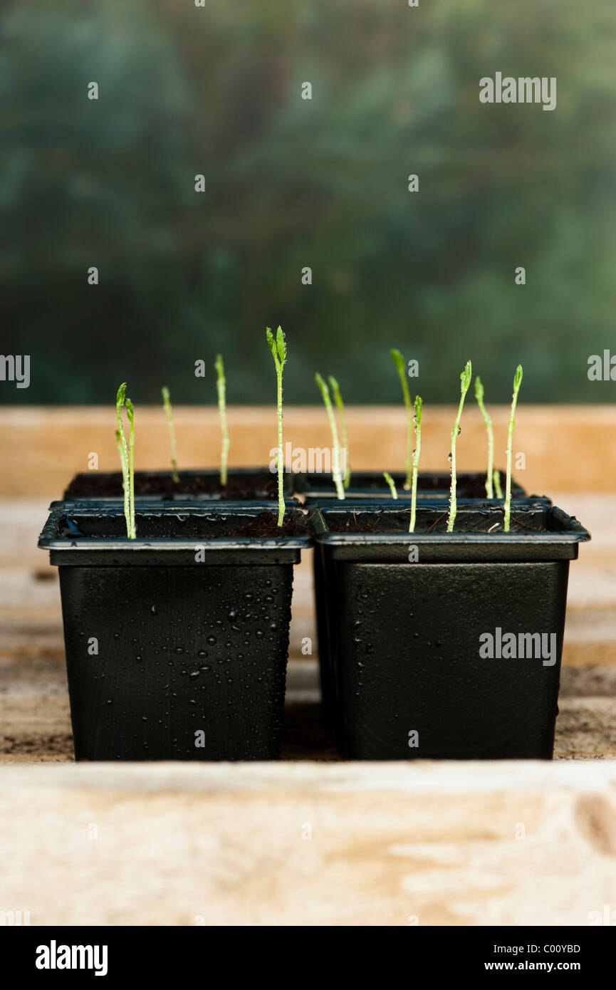 Painted lady and soil hi-res stock photography and images - Alamy