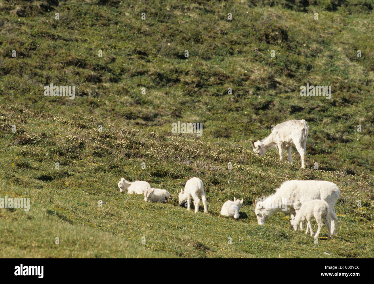 Dall Sheep, Ewe and Lamb, Denali National Park, Alaska Stock Photo - Alamy