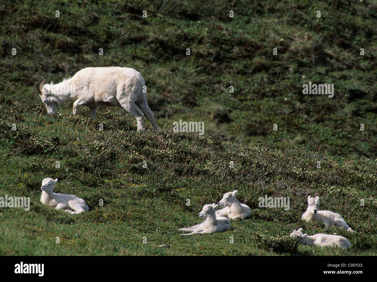 Dall Sheep, Ewe and Lamb, Denali National Park, Alaska Stock Photo - Alamy