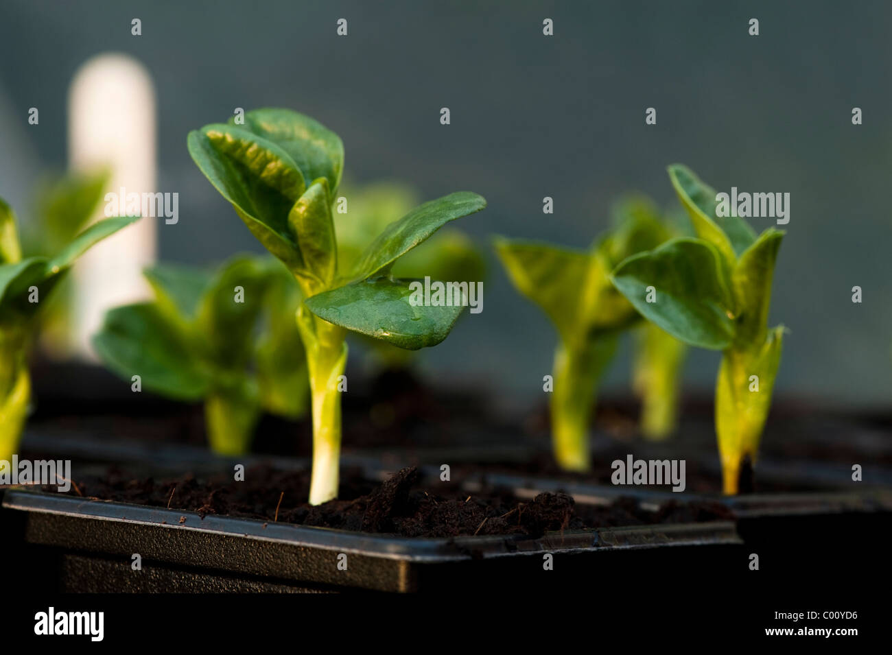 Broad Bean 'Aquadulce', Vicia faba, seedlings in pots in a greenhouse ...