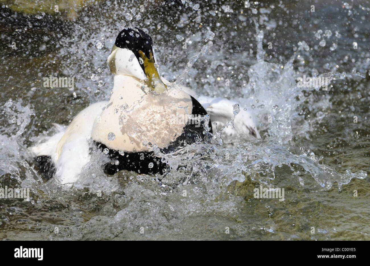 Duck water splash hi-res stock photography and images - Alamy