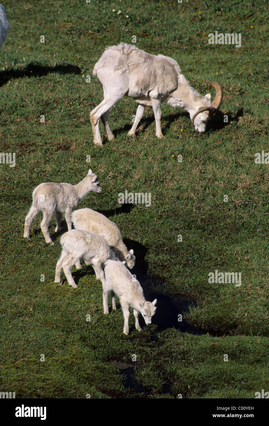 Dall Sheep, Ewe and Lamb, Denali National Park, Alaska Stock Photo - Alamy