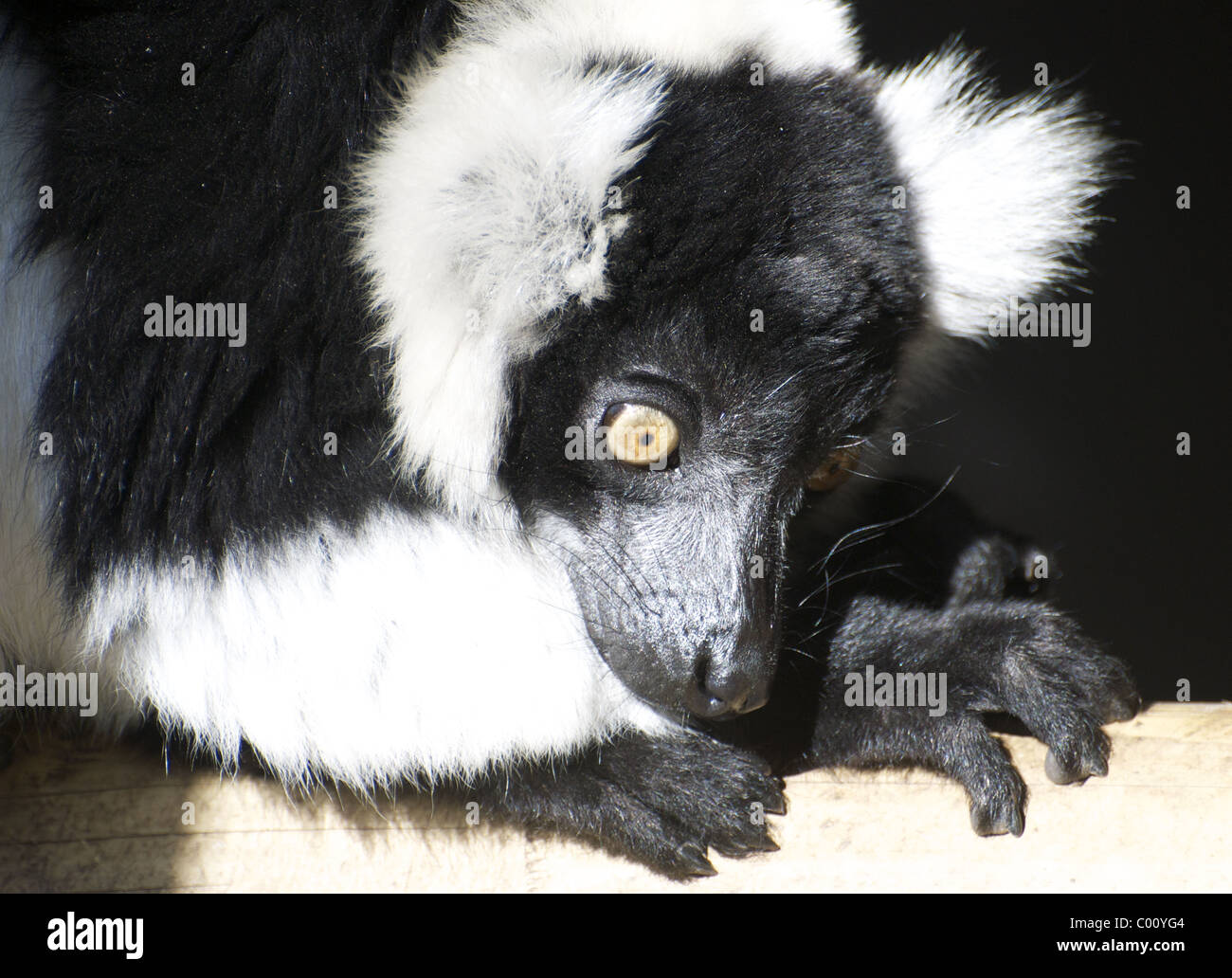 Lemur feet hi-res stock photography and images - Alamy